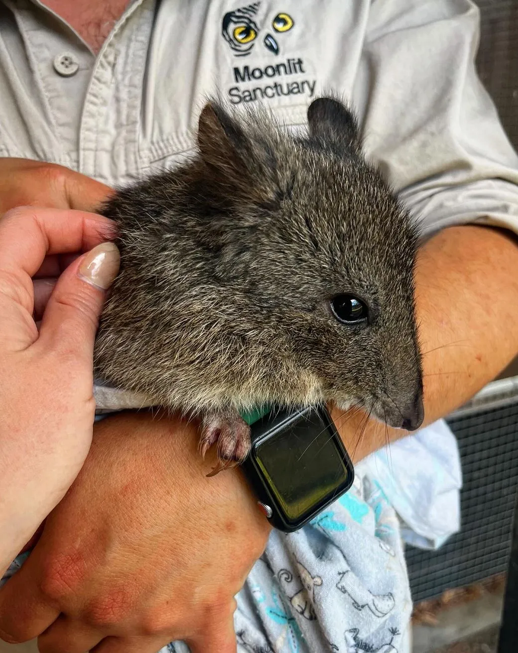 Best Wildlife Parks Near Melbourne